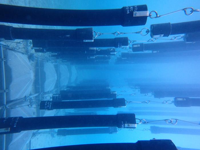 SharkSafe Barrier is inspired [IMAGE] | EurekAlert! Science News Releases