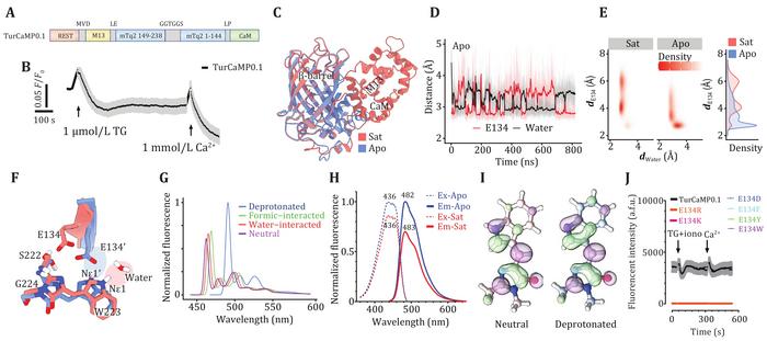 Image: mTurquoise2-based GECI [IMAGE] | EurekAlert! Science News Releases