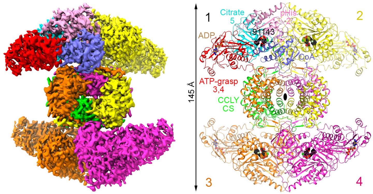 Scientists decipher 3D structure of a promisi | EurekAlert!
