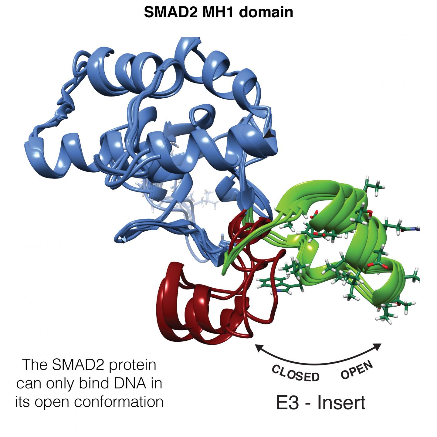 SMAD2 Protein [IMAGE] | EurekAlert! Science News Releases