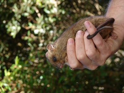 Dwarf cloud rat rediscovered after 112 years | EurekAlert!