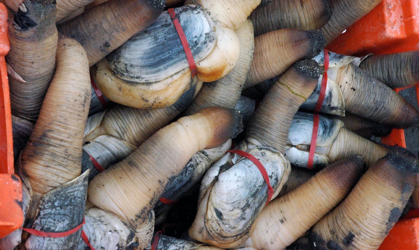 Geoduck Clams [IMAGE] | EurekAlert! Science News Releases
