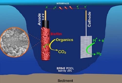 Briny Pool Bacteria Can Clean [IMAGE] | EurekAlert! Science News Releases