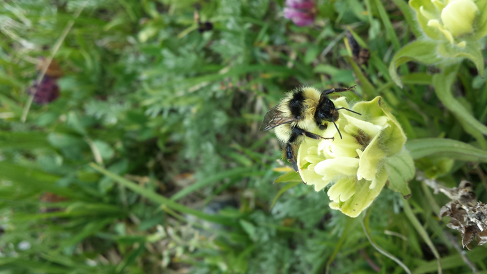 Bee 2 [IMAGE] | EurekAlert! Science News Releases