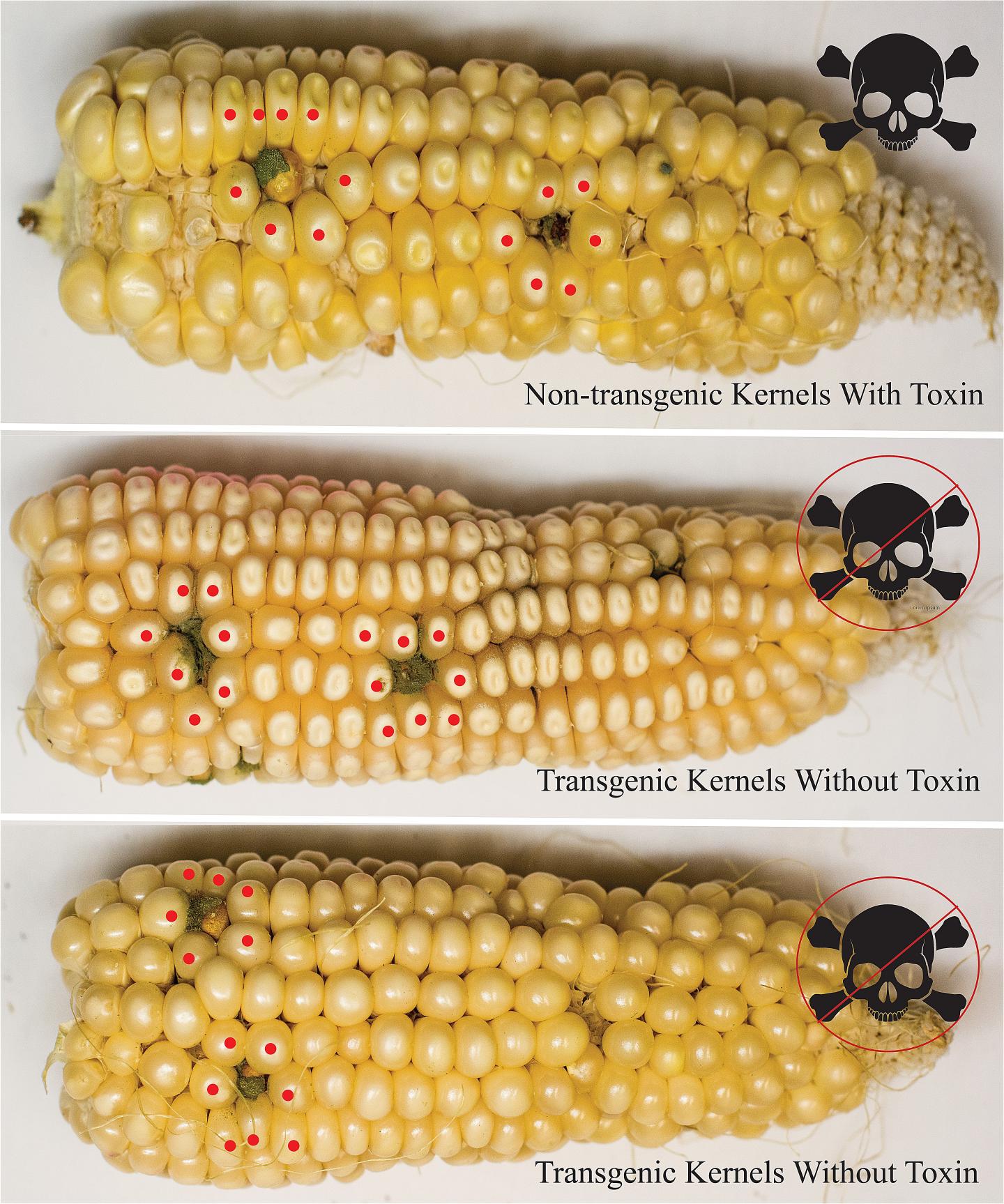 A Fungus Among Kernels [IMAGE] | EurekAlert! Science News Releases