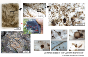 Discovery of new types of microfossils may an | EurekAlert!