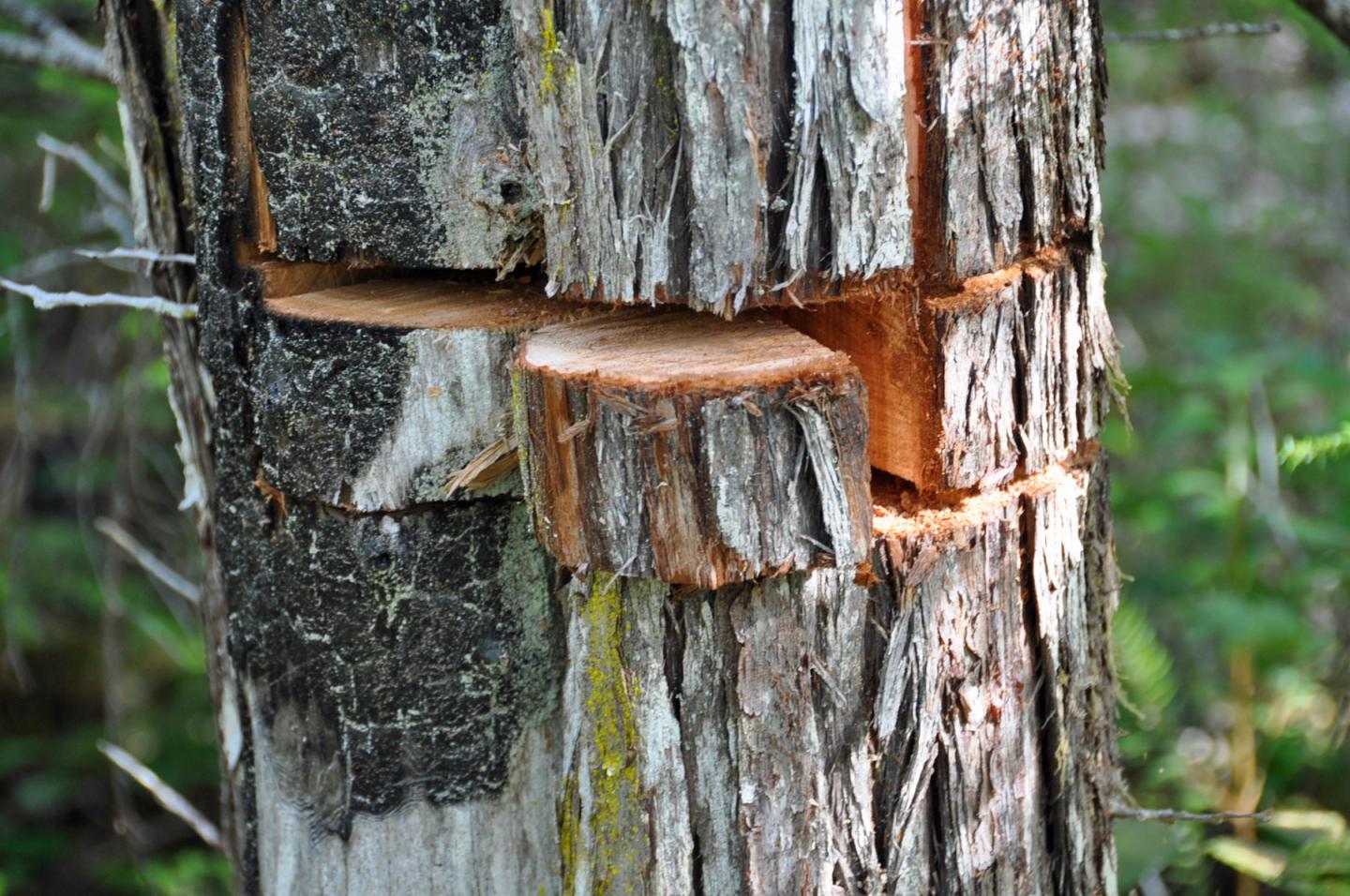 Consulting the Tree Rings [IMAGE] | EurekAlert! Science News Releases