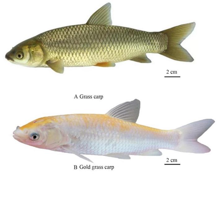 Picture of Grass carp and Russ [IMAGE] | EurekAlert! Science News Releases