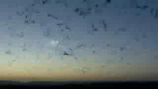 Batty for Bats | EurekAlert!