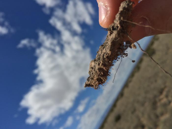 Biocrust [IMAGE] | EurekAlert! Science News Releases