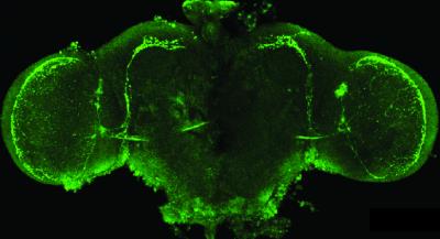The Electric Fly Brain Comes A [IMAGE] | EurekAlert! Science News Releases