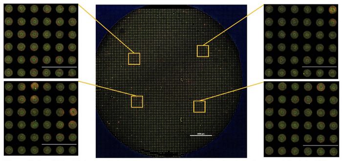 Stem cell technology developed at UW–Madison | EurekAlert!