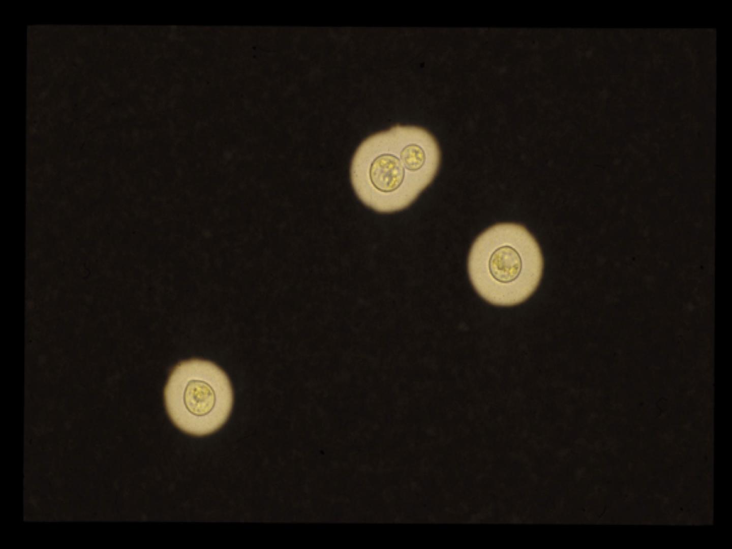 From Genome Research: Environmental pressures | EurekAlert!