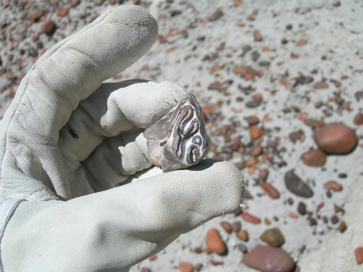 New Vegetation Record Syncs Wi [IMAGE] | EurekAlert! Science News Releases