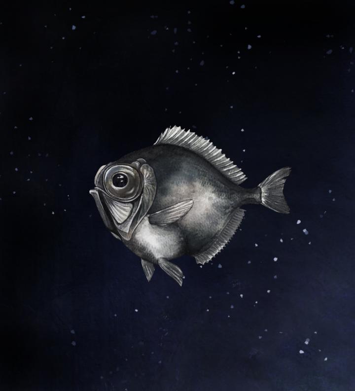 A Genetic Record for the Silve [IMAGE] | EurekAlert! Science News Releases