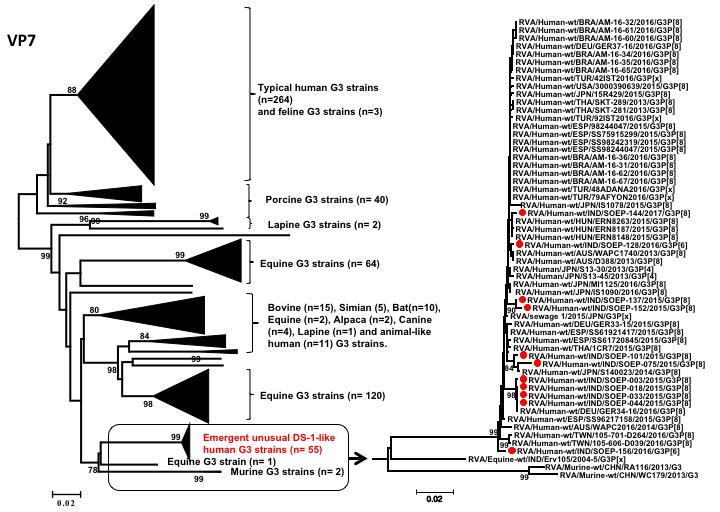 Figure 1: Equine-Like G3 Rotav [IMAGE] | EurekAlert! Science News Releases