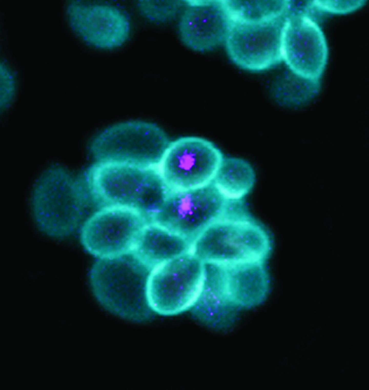 Engineered Yeast [IMAGE] | EurekAlert! Science News Releases