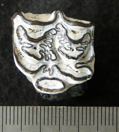 Equid Tooth [IMAGE] | EurekAlert! Science News Releases