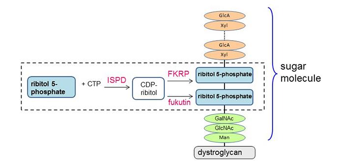 Ribitol 5-Phosphate [IMAGE] | EurekAlert! Science News Releases
