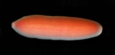 Anemone Larvae [IMAGE] | EurekAlert! Science News Releases