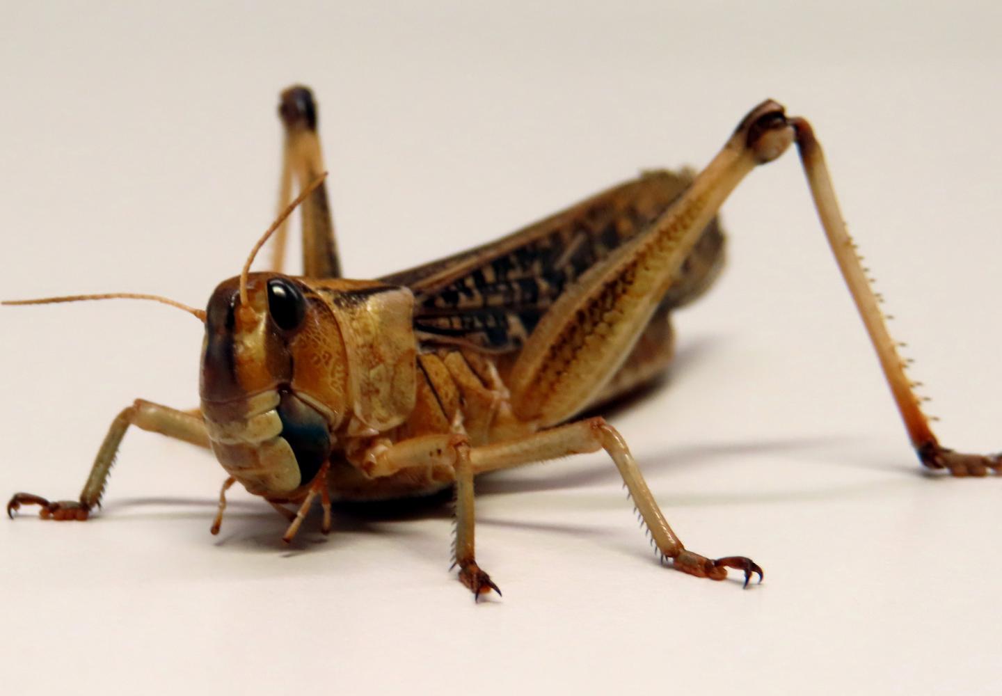 Locust [IMAGE] | EurekAlert! Science News Releases
