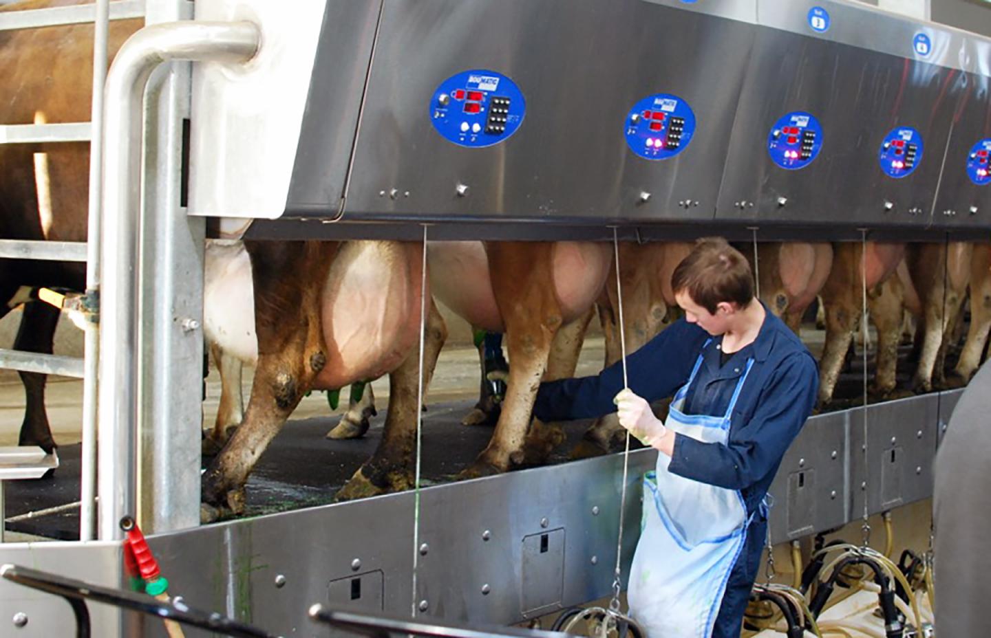 Hutterite Barn [IMAGE] | EurekAlert! Science News Releases