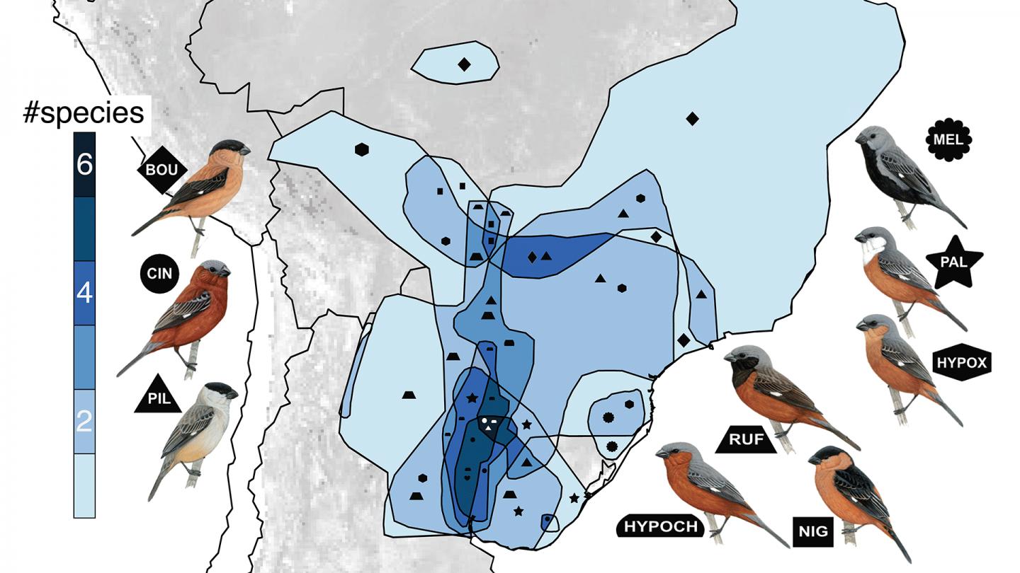Map of capuchino seedeaters te [IMAGE] | EurekAlert! Science News Releases