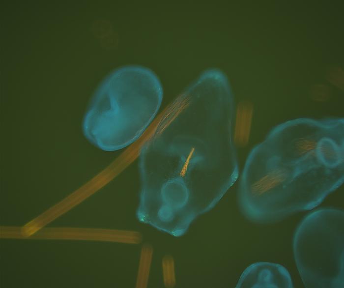 Image 1 [IMAGE] | EurekAlert! Science News Releases