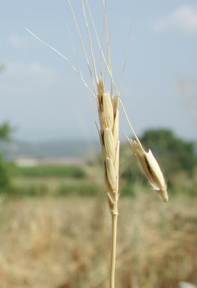 Wild Wheat Ear [IMAGE] | EurekAlert! Science News Releases
