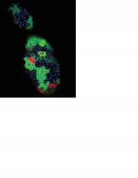 Baby cells learn to communicate using the Lsd | EurekAlert!