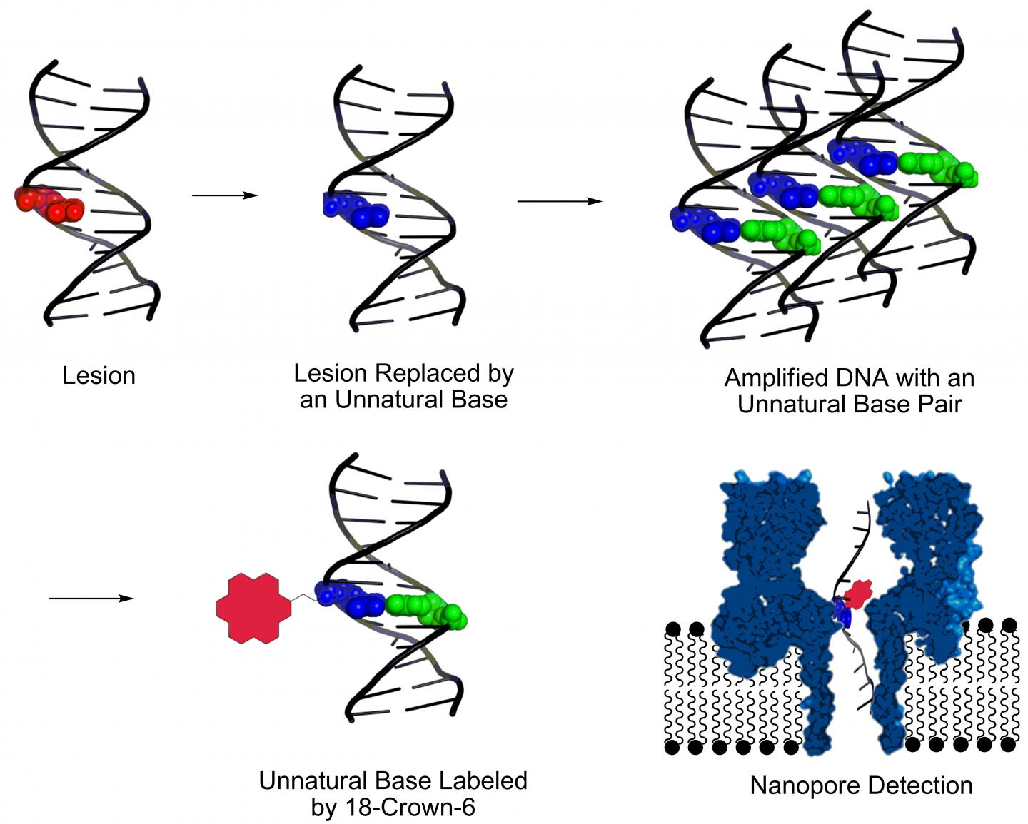 New Method for Detecting DNA L [IMAGE] | EurekAlert! Science News Releases