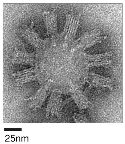 Artificial Ion Channels From DNA (2 of 2) | EurekAlert!