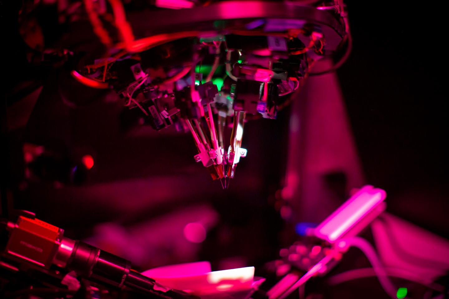 Allen Institute debuts new window into brain | EurekAlert!