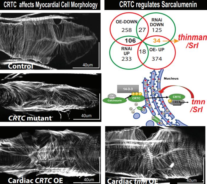Graphical abstract [IMAGE] | EurekAlert! Science News Releases