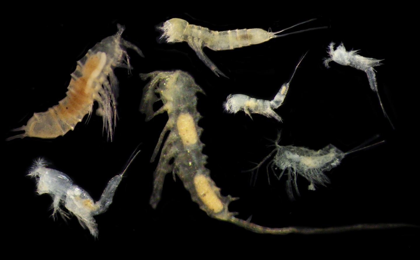 Journey to uncover mysteries of the Pacific O | EurekAlert!