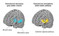 Research shows testosterone changes brain str | EurekAlert!