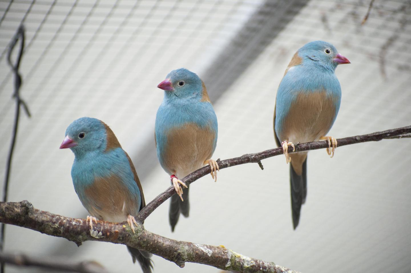 Songbird Courtship Influenced by Who's in the | EurekAlert!