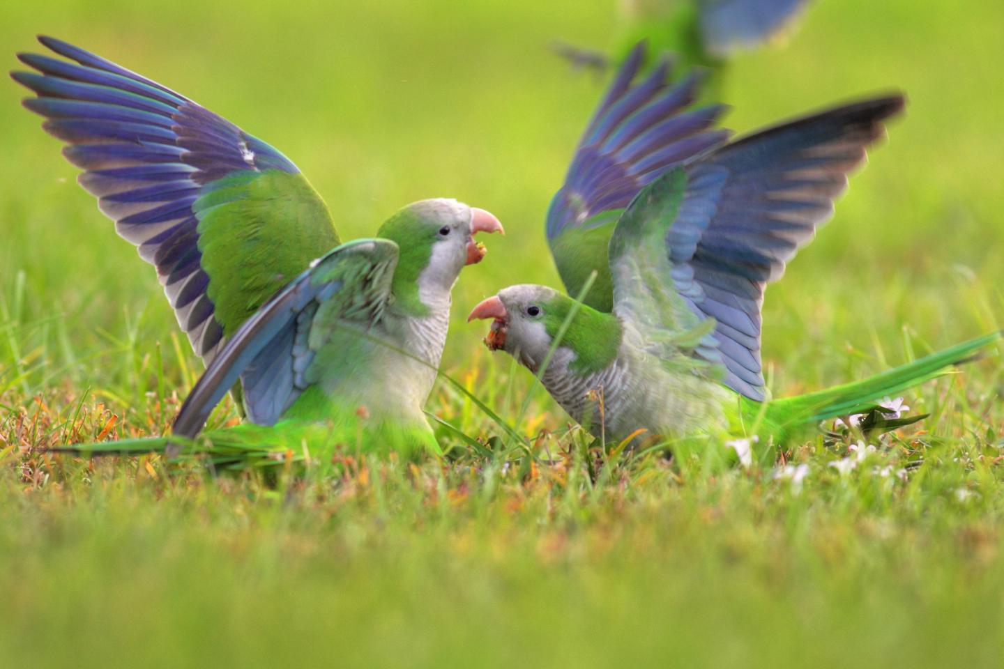 Fighting Monk Parakeets [IMAGE] | EurekAlert! Science News Releases