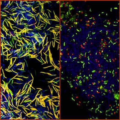 Microscopic Identification of [IMAGE] | EurekAlert! Science News Releases