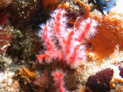Psammogorgia hookeri (2 [IMAGE] | EurekAlert! Science News Releases