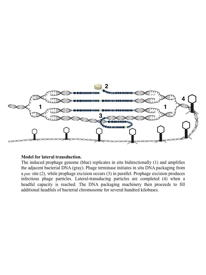 Model for Lateral Transduction [IMAGE] | EurekAlert! Science News Releases