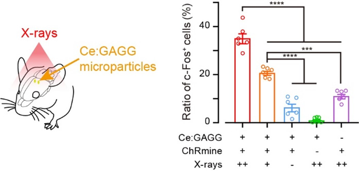 Induced Expression Of C Fos [image] Eurekalert Science News Releases