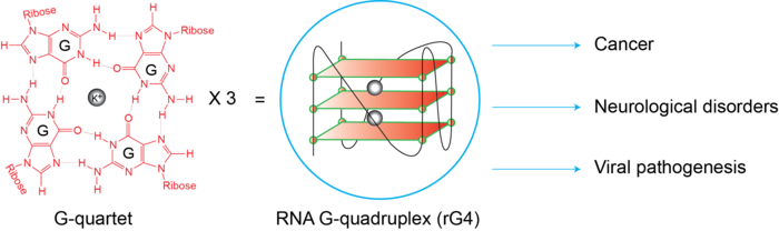 RNA G-quadruplex [IMAGE] | EurekAlert! Science News Releases