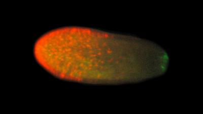 Acropora millepora Cora [IMAGE] | EurekAlert! Science News Releases