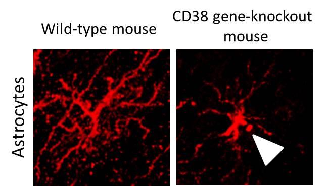 Knockout of Cd38 Gene Gives Ri [IMAGE] | EurekAlert! Science News Releases