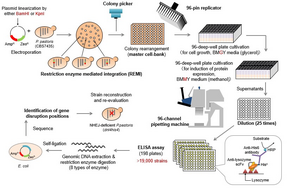 Bioproduction Breakthrough: New method for de | EurekAlert!