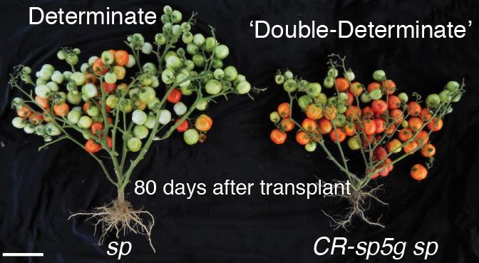 Gene editing yields tomatoes that flower and | EurekAlert!