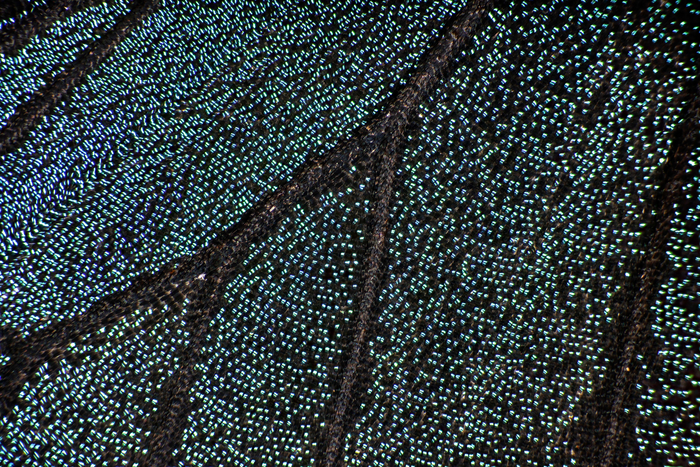 Butterfly wing_2 [IMAGE] | EurekAlert! Science News Releases