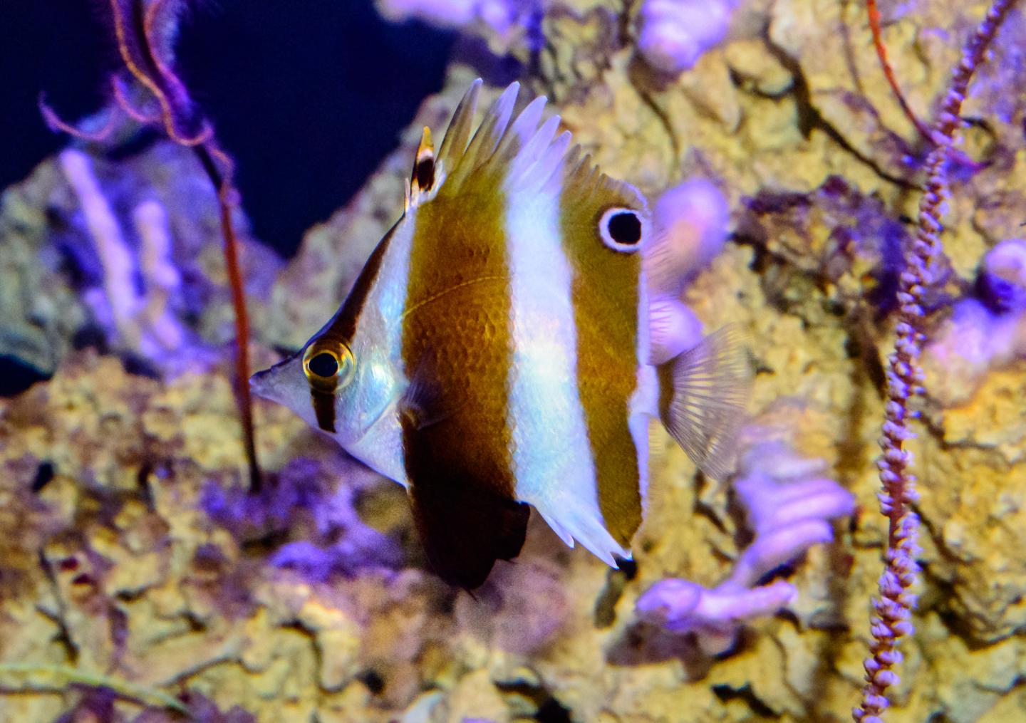 New Philippine butterflyfish