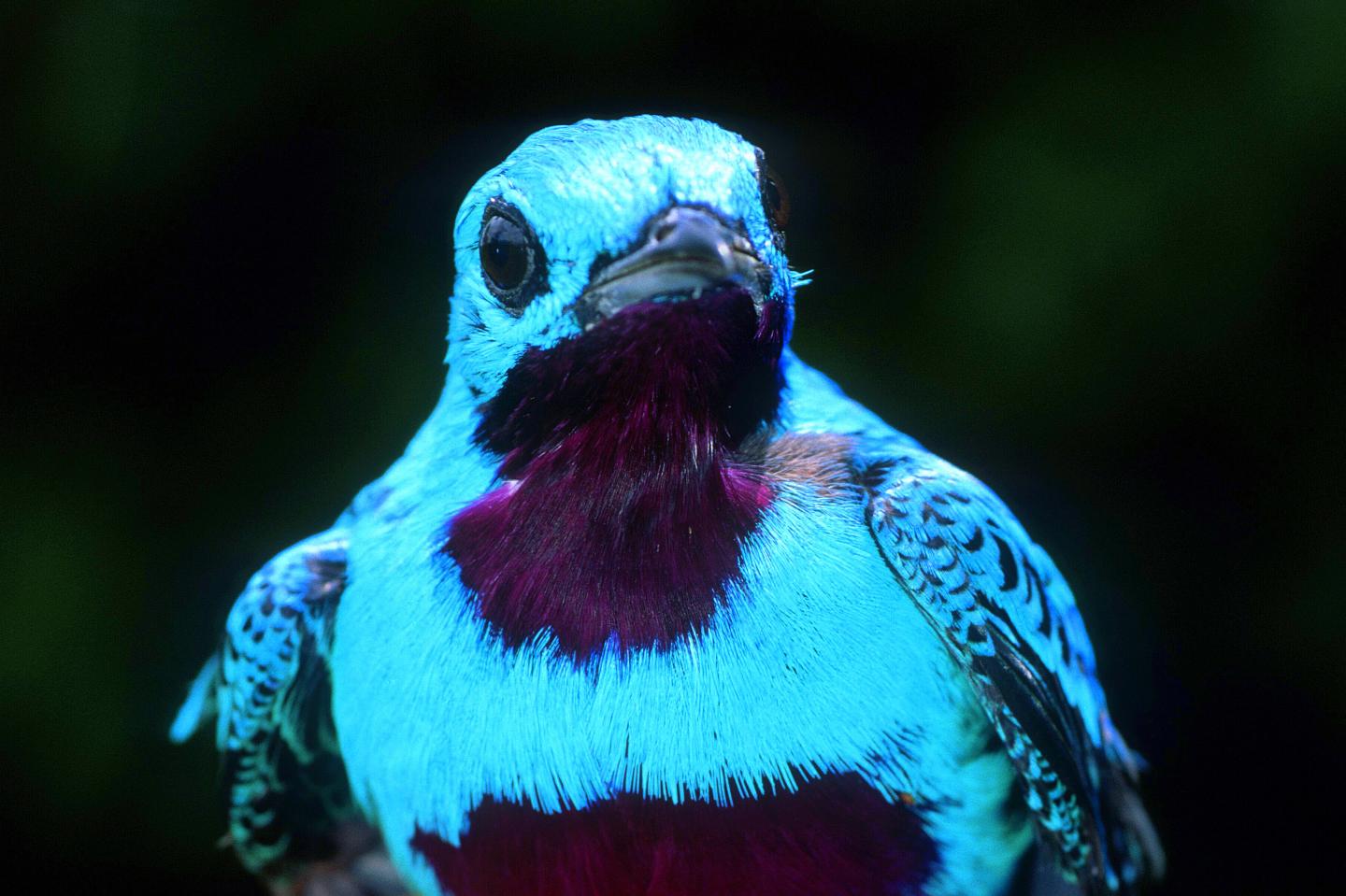Male Turquoise Cotinga [IMAGE] | EurekAlert! Science News Releases